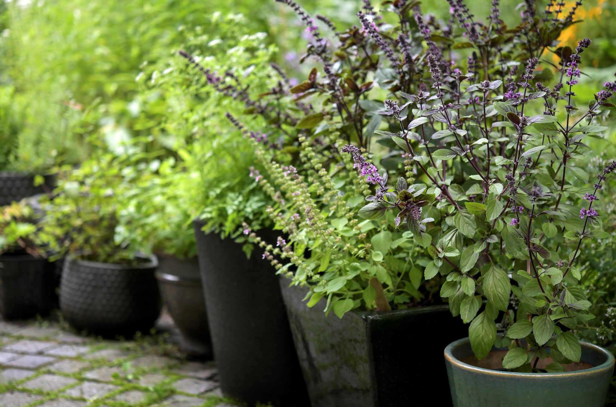 Sitruuna, kaneli, anis – Basilikan monet maut - Martat-lehti